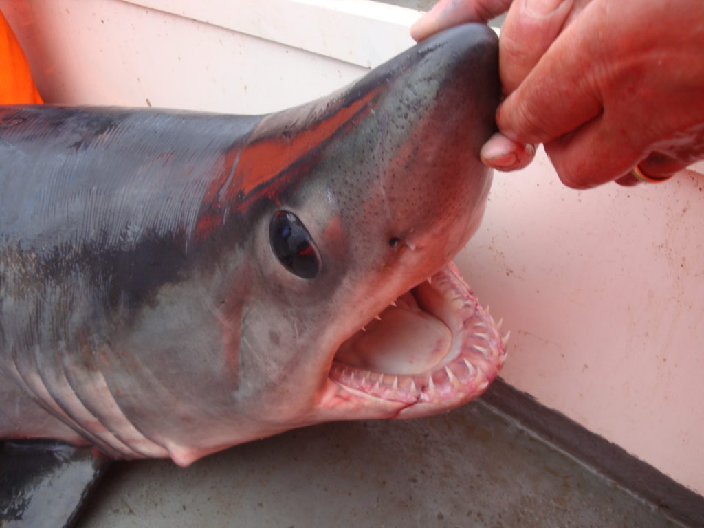 Sharking Trips - Shy Torque Sea Angling